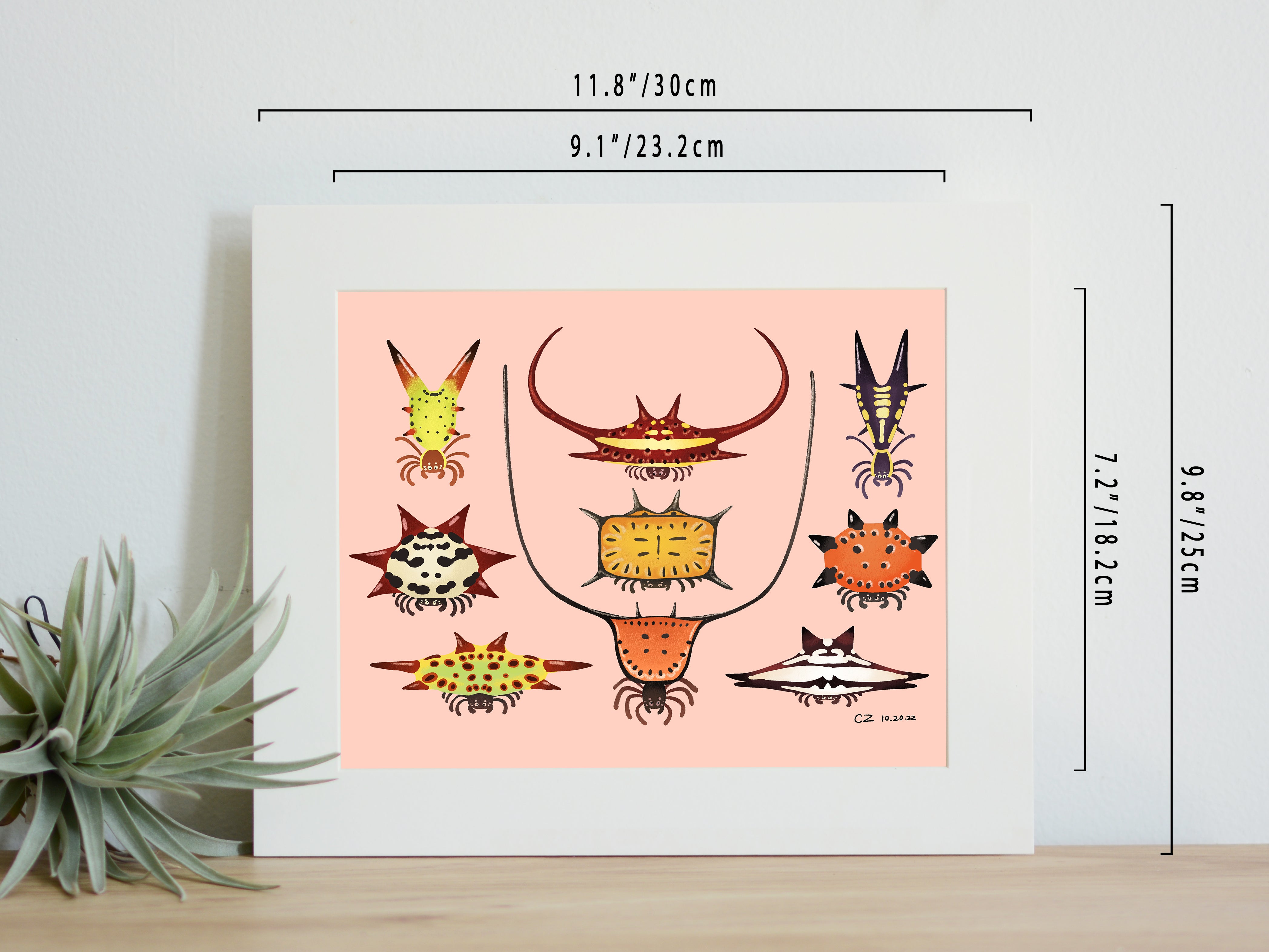 Spiny orb weaver print – Chentomology Art