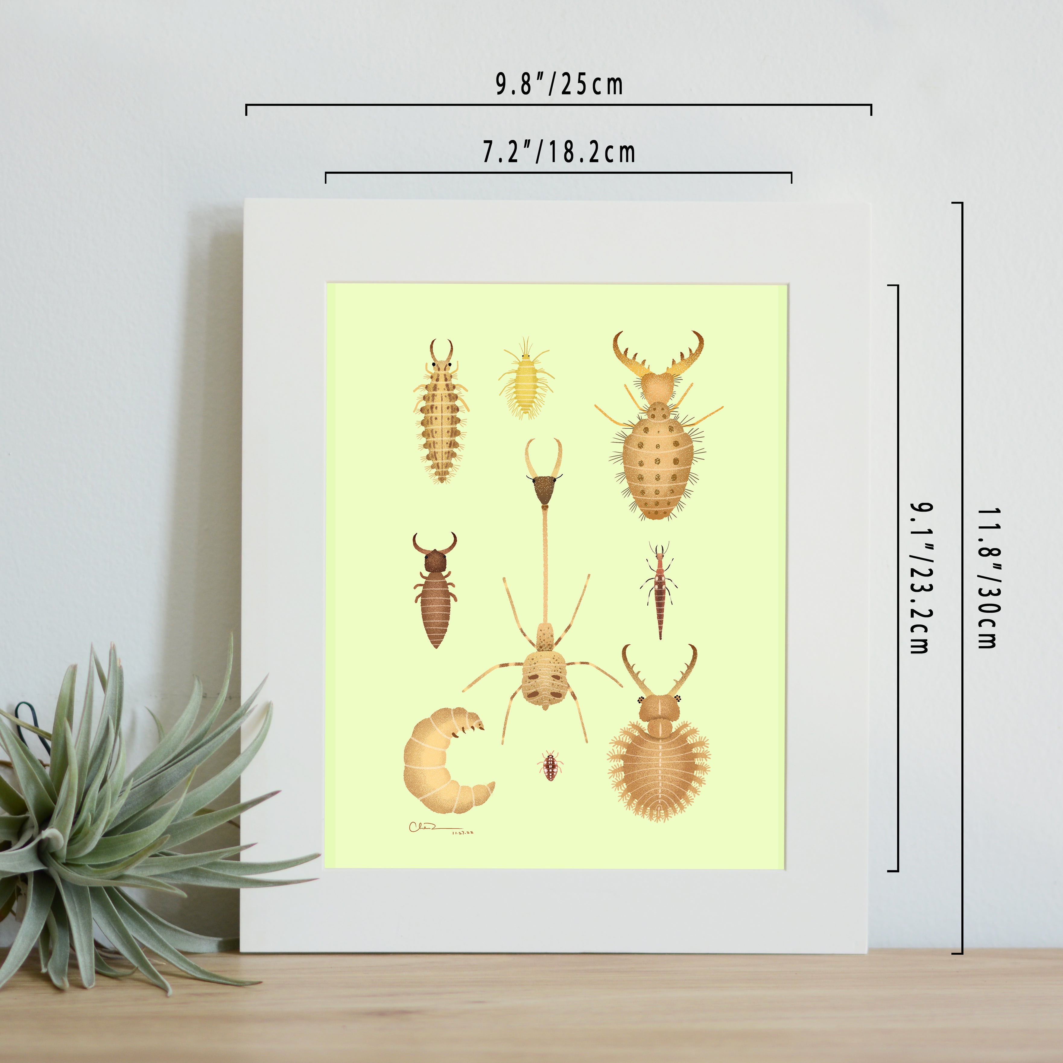 Neuroptera larvae print – Chentomology Art