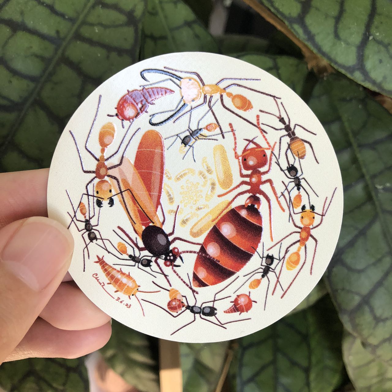 Army ants waterproof sticker – Chentomology Art