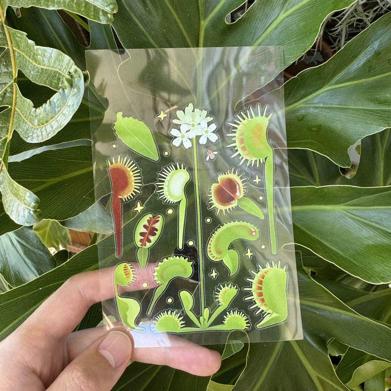 Transparent sticker sheet - Venus flytraps – Chentomology Art